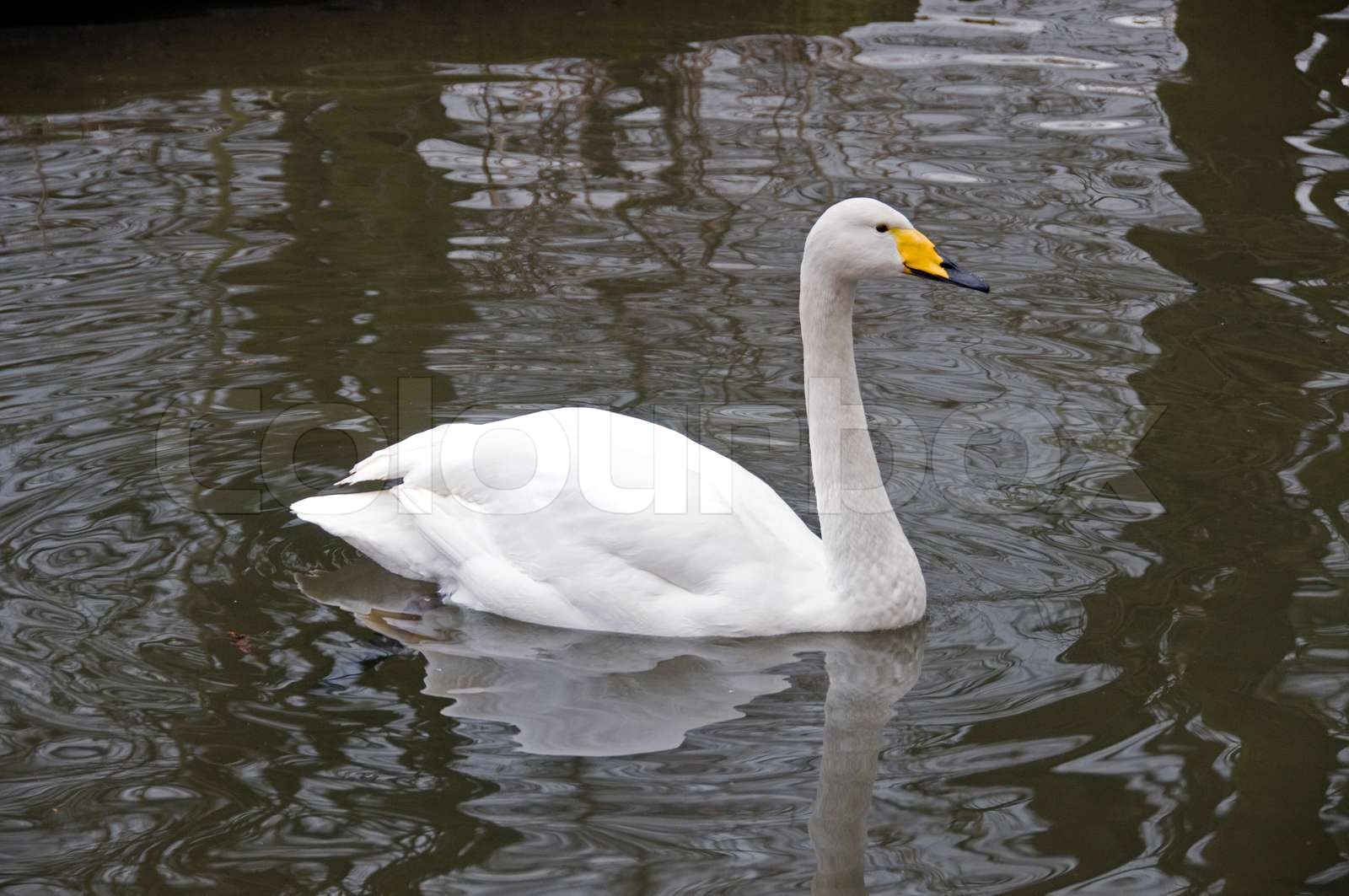 yellow nose swan | Stock image | Colourbox