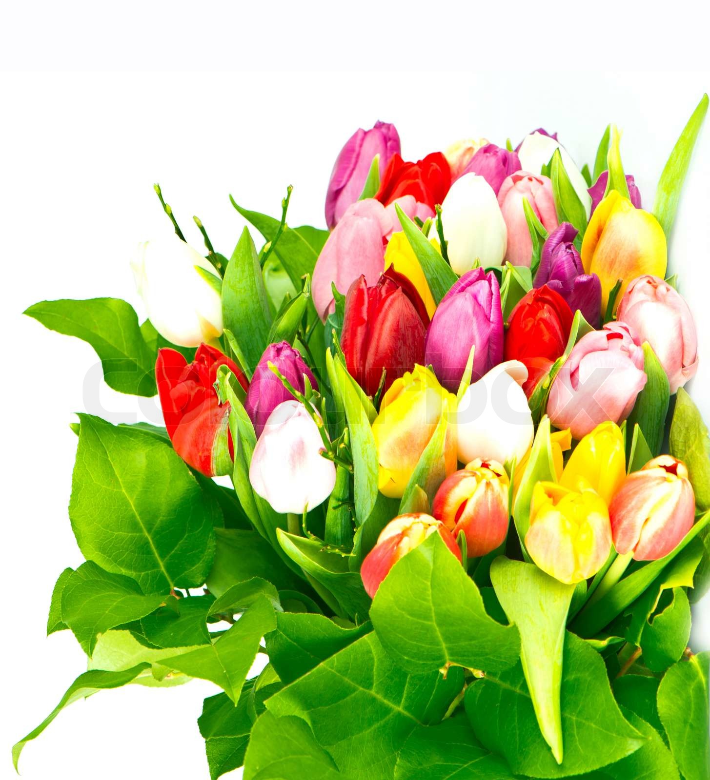 Strauß bunter Tulpen auf weißem Hintergrund | Stock Bild | Colourbox