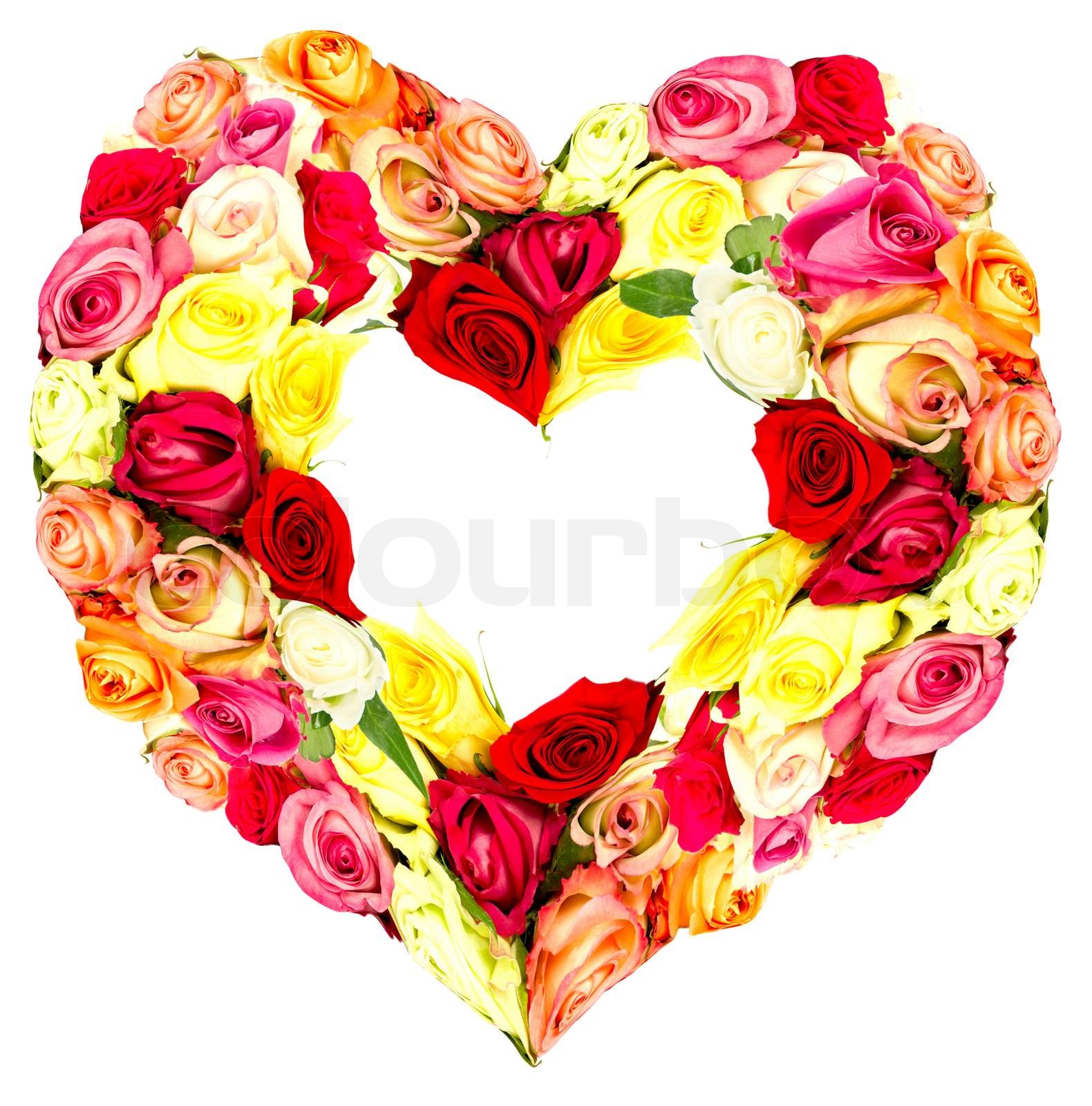 heart shape roses on white | Stock image | Colourbox