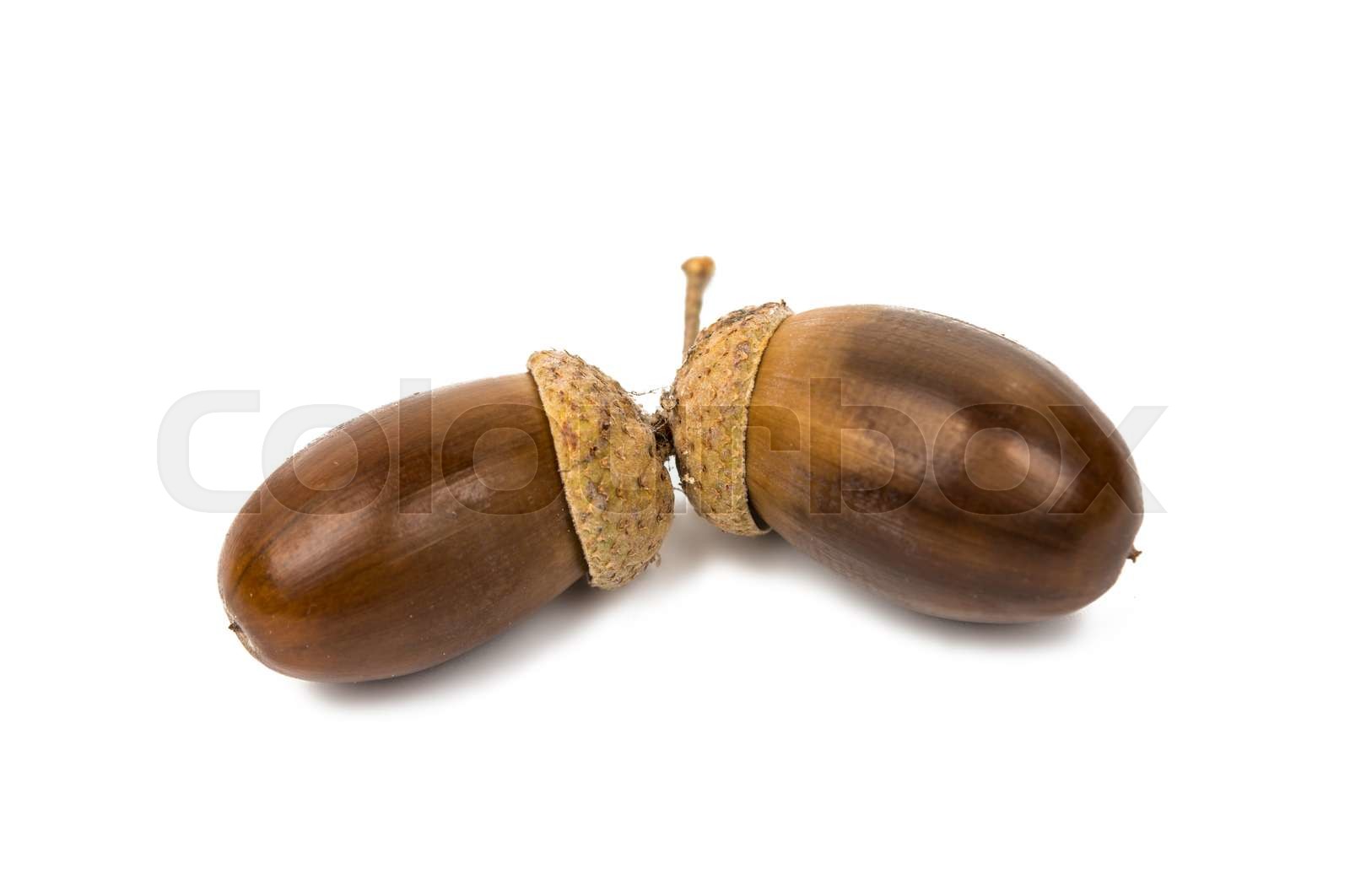 Acorn | Stock image | Colourbox