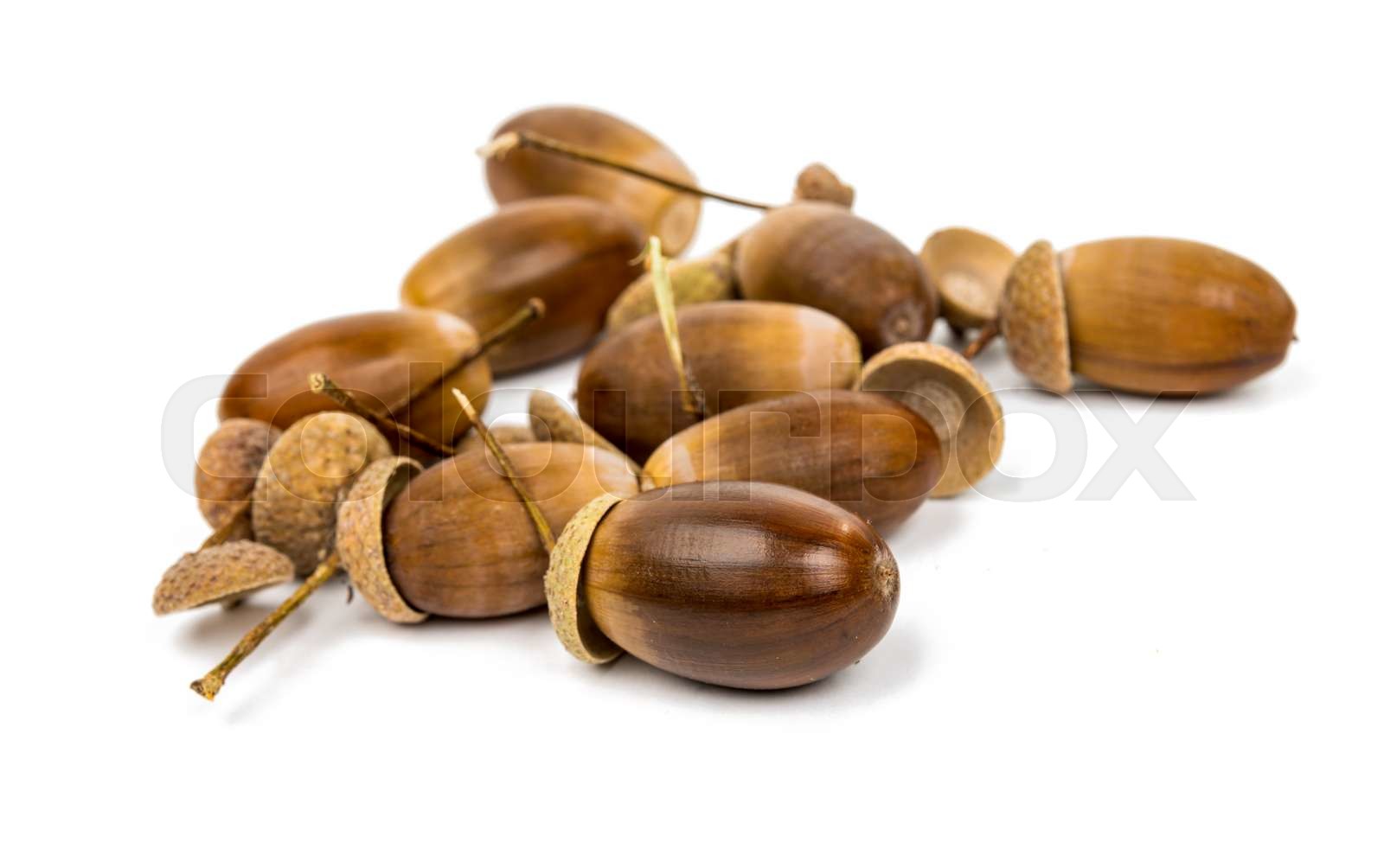 Acorn | Stock image | Colourbox