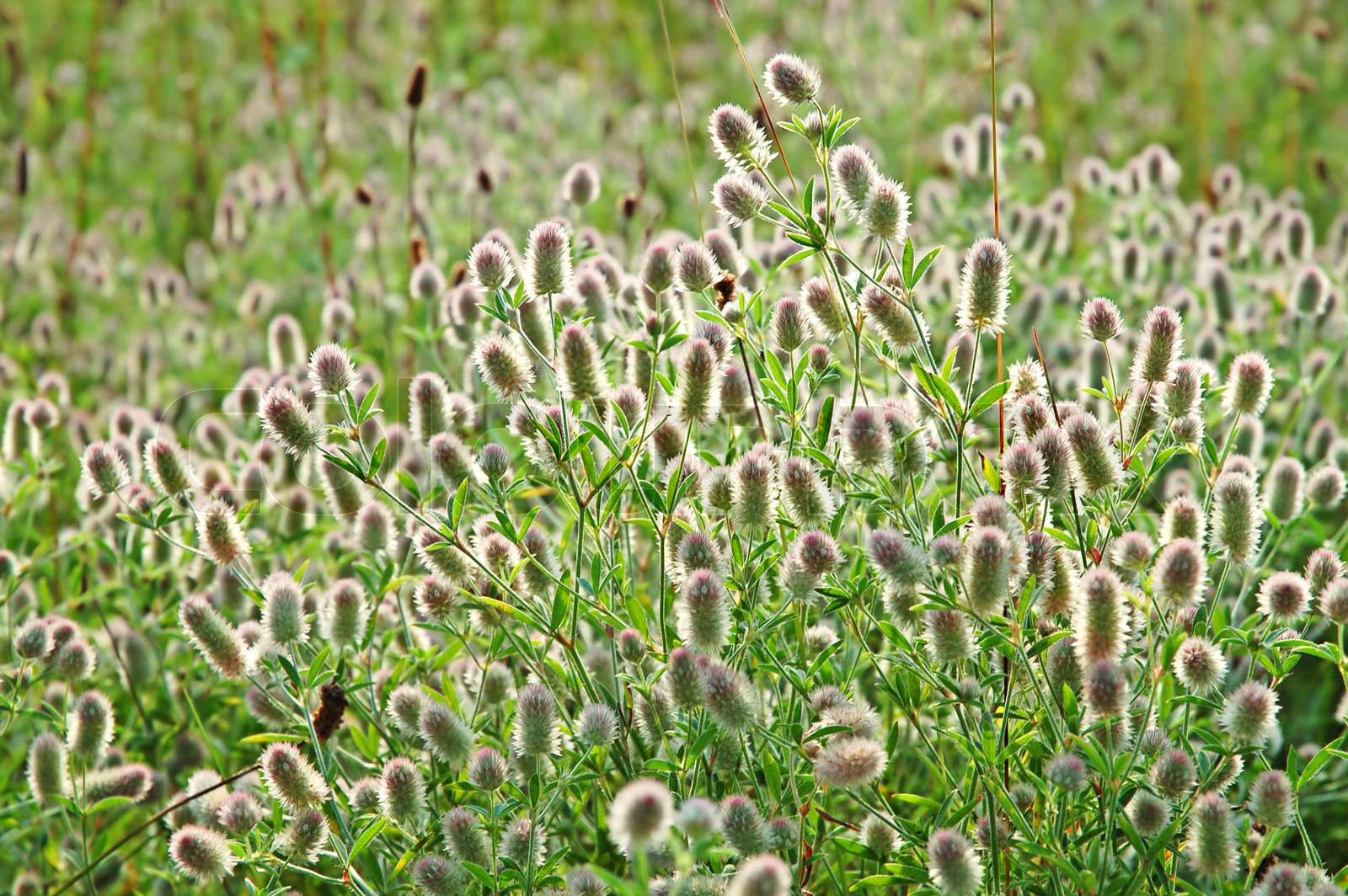 Blooming wild clover flowers in a meadow | Stock image | Colourbox