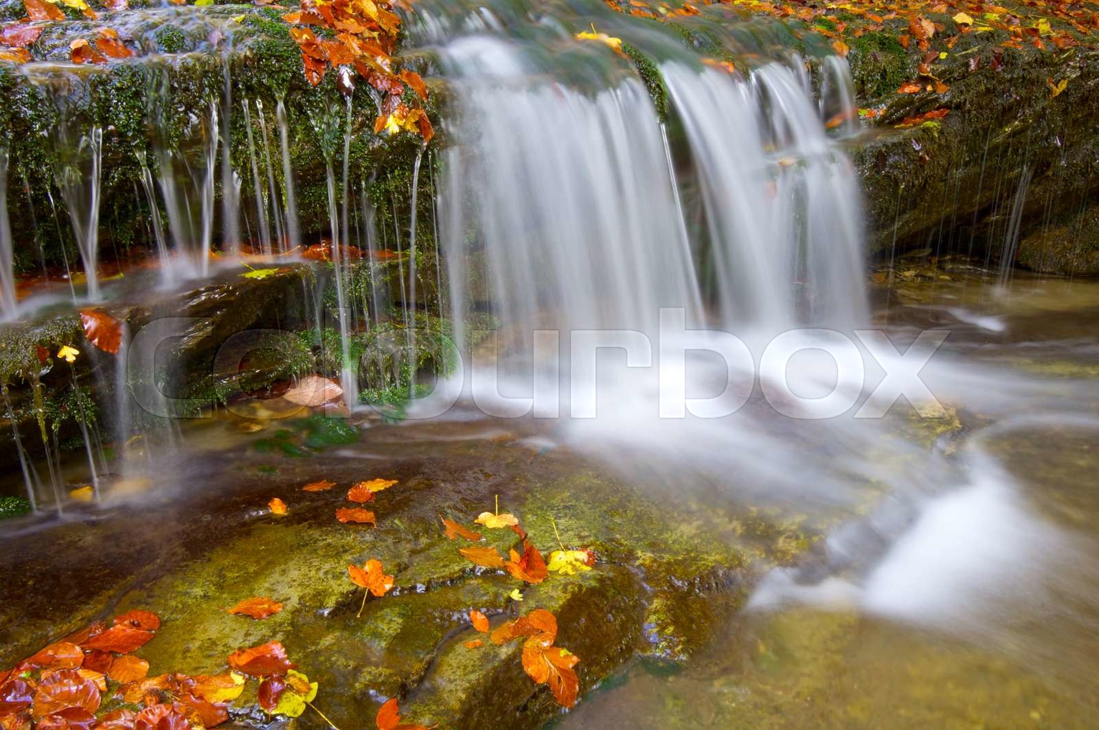 Irati Jungle | Stock image | Colourbox