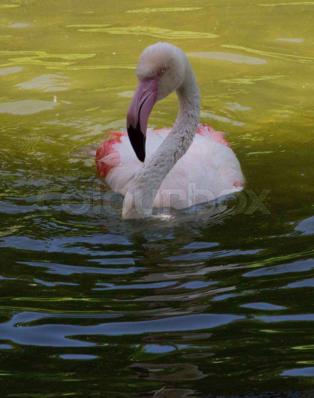 Eksotiske fugle | Stock foto | Colourbox