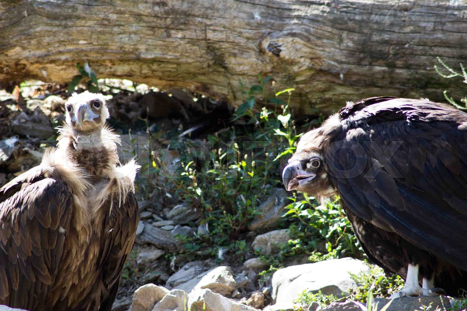 Geier | Stock Bild | Colourbox