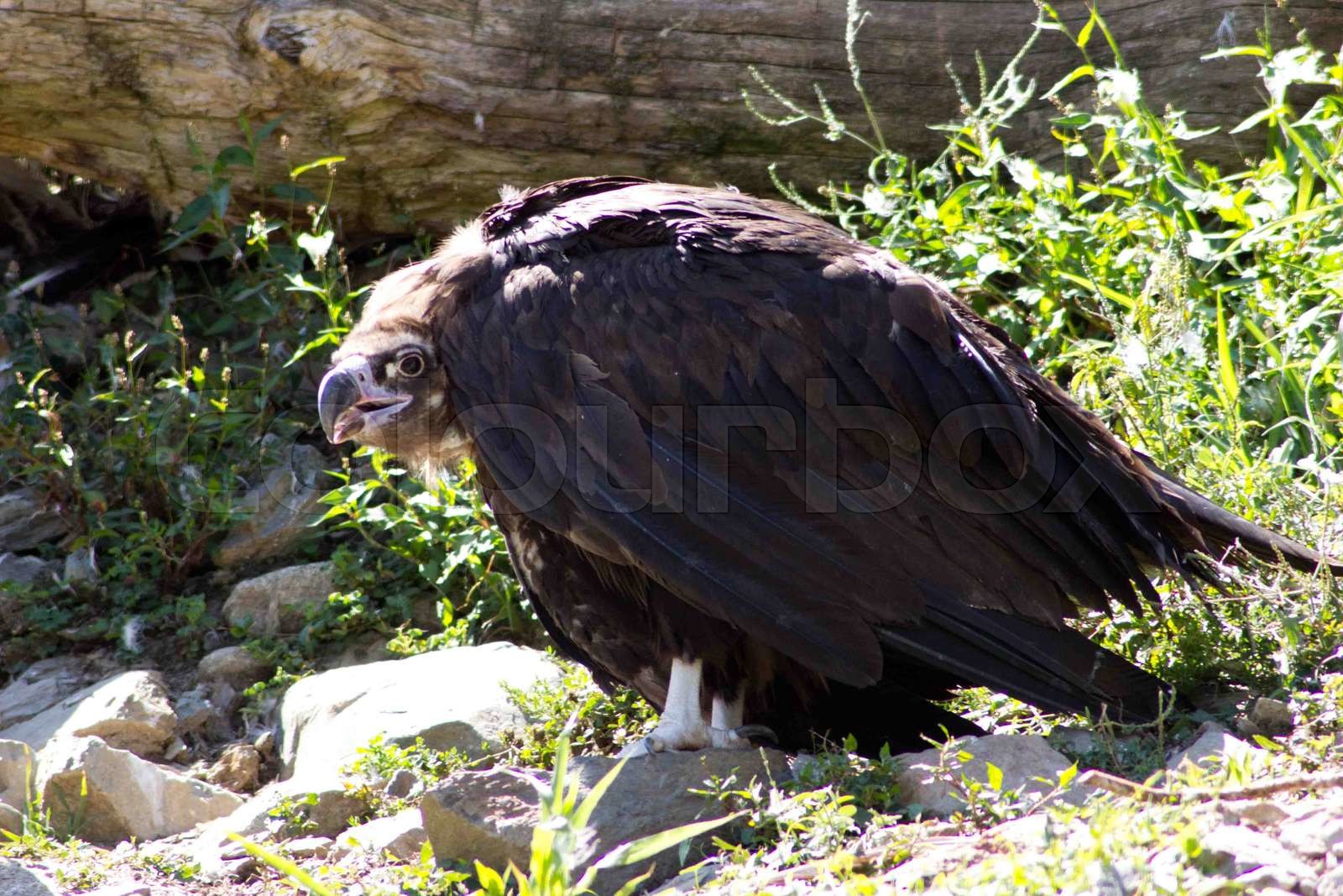 Gribbe | Stock foto | Colourbox