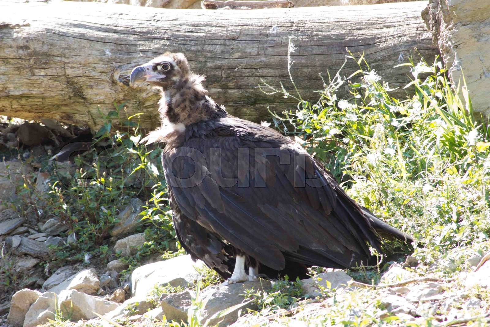 Gribbe | Stock foto | Colourbox