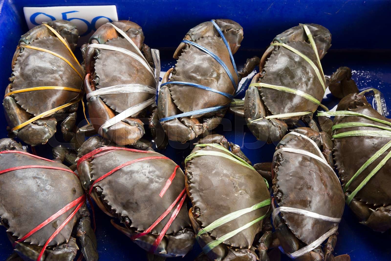Sea crabs tied with plastic rope | Stock image | Colourbox