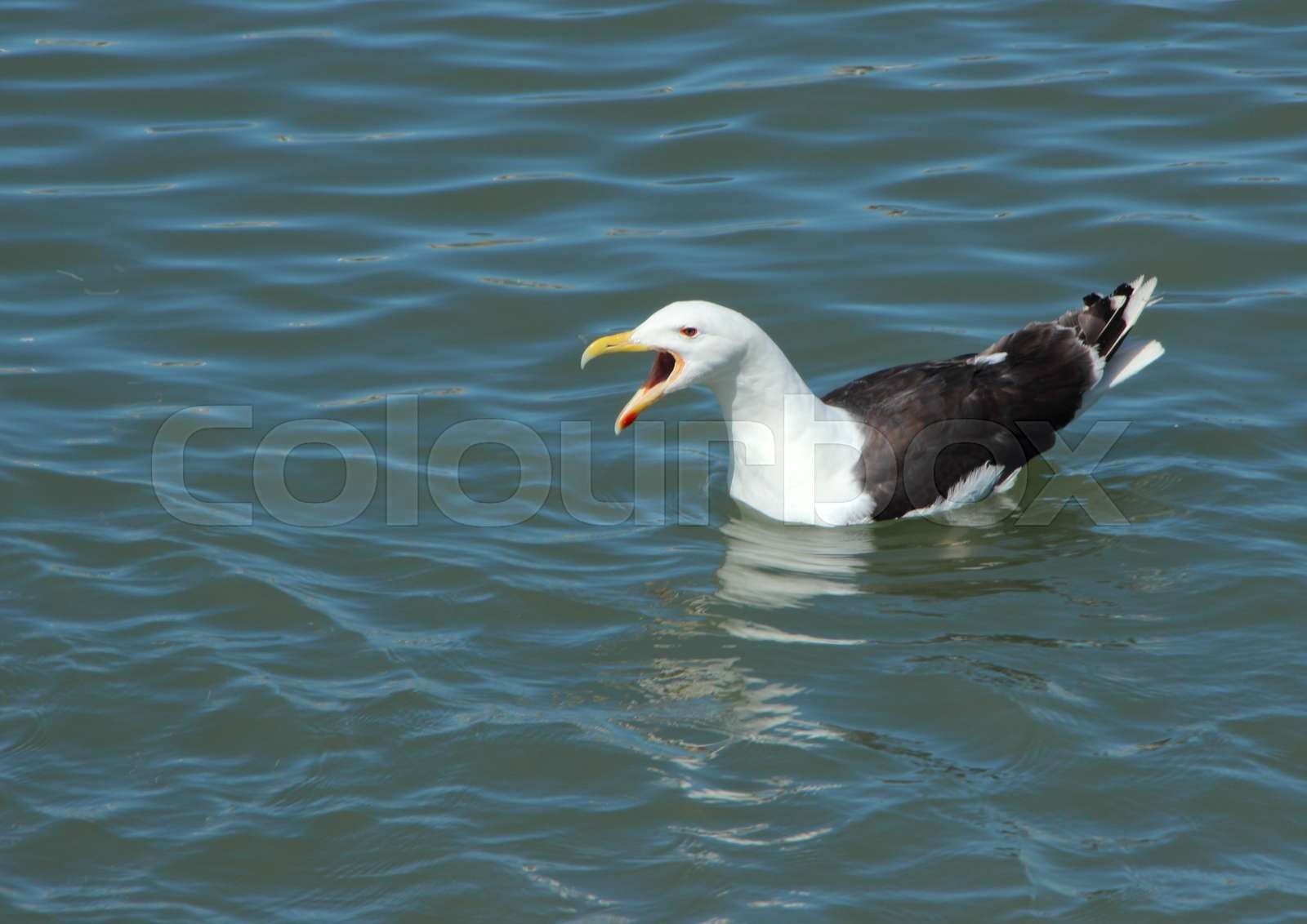 Screaming Seagull Swimming on Water and looking Left | Stock image ...