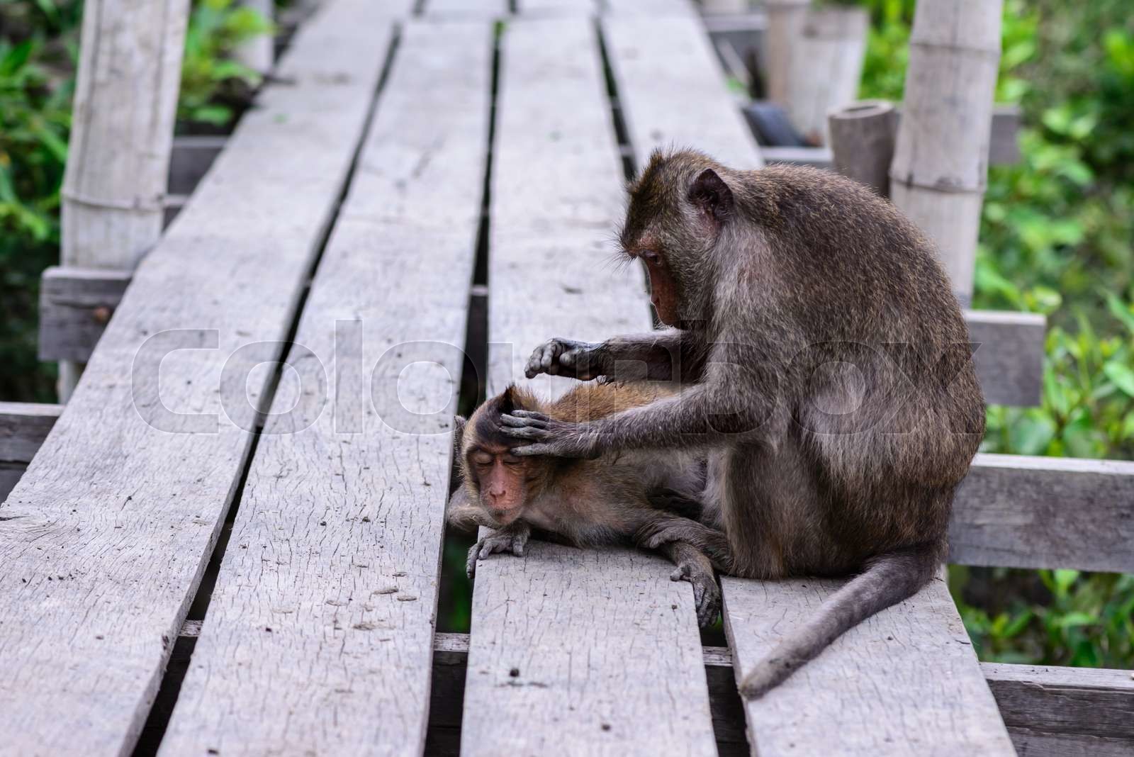 Monkey checking parasite for its mate. | Stock image | Colourbox