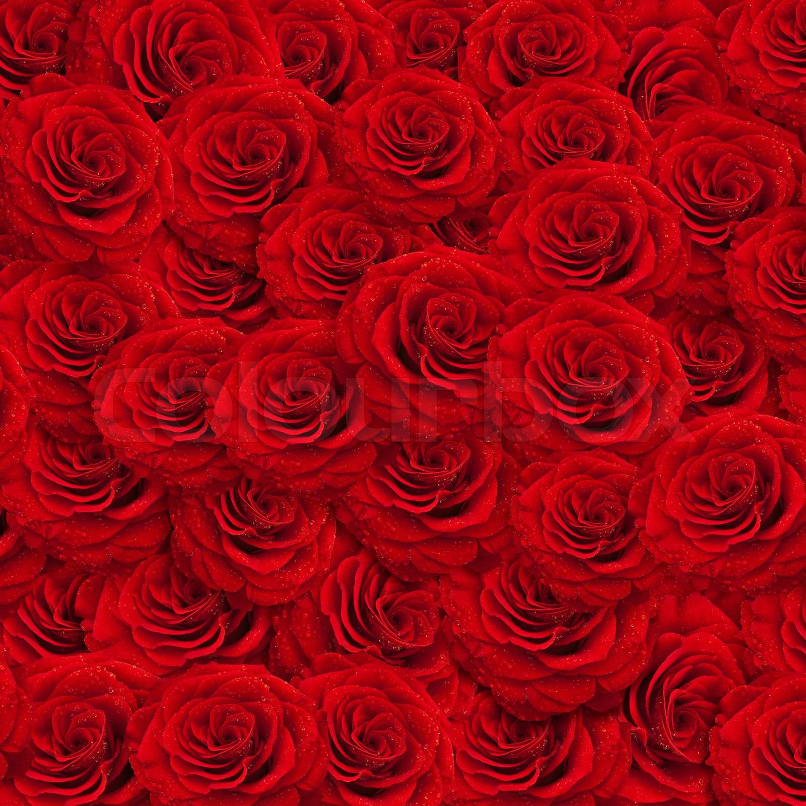 frische rote Rosen mit Wasser backgroud Tropfen | Stock Bild | Colourbox