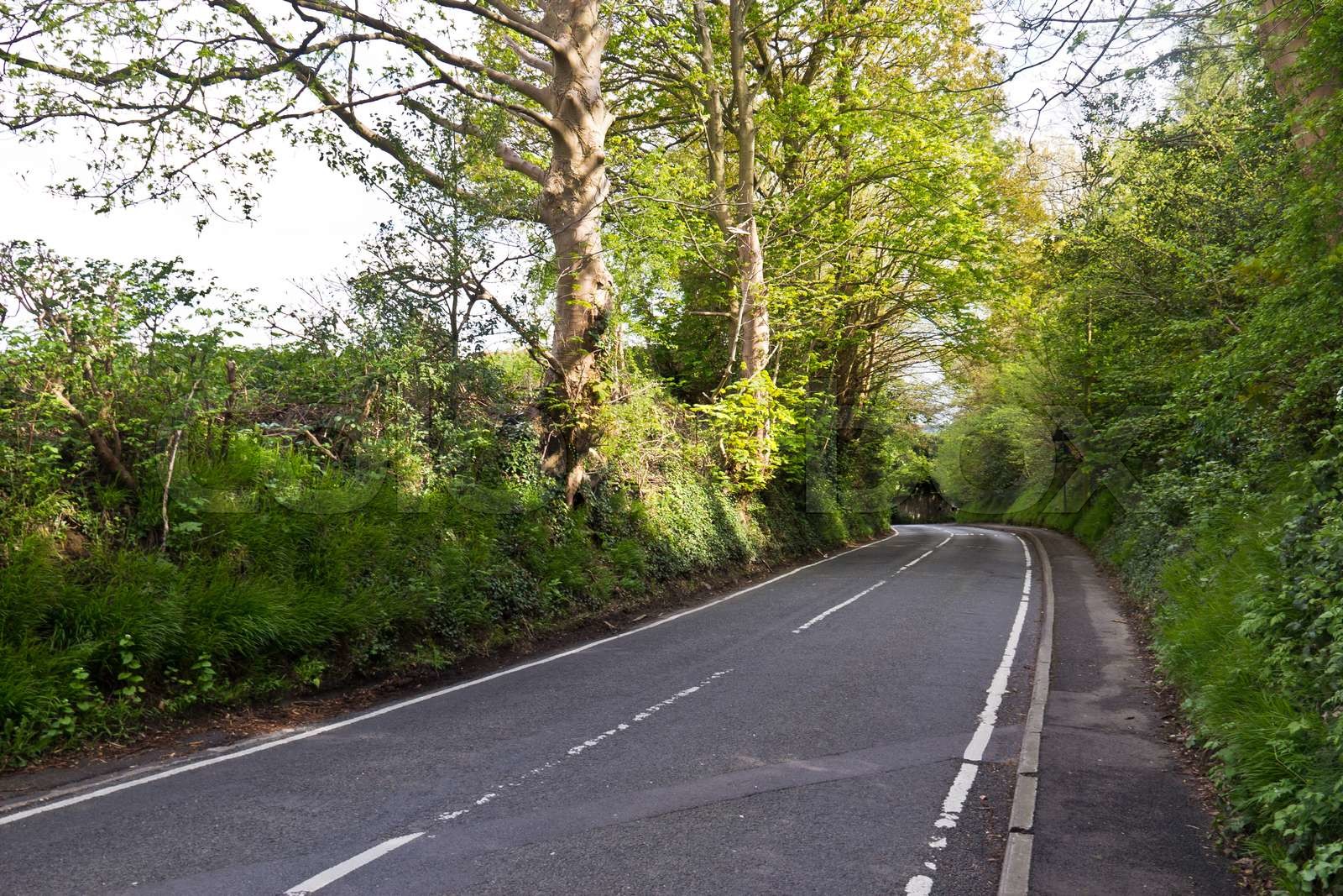 Rural road in wooded area in Surrey, England | Stock image | Colourbox
