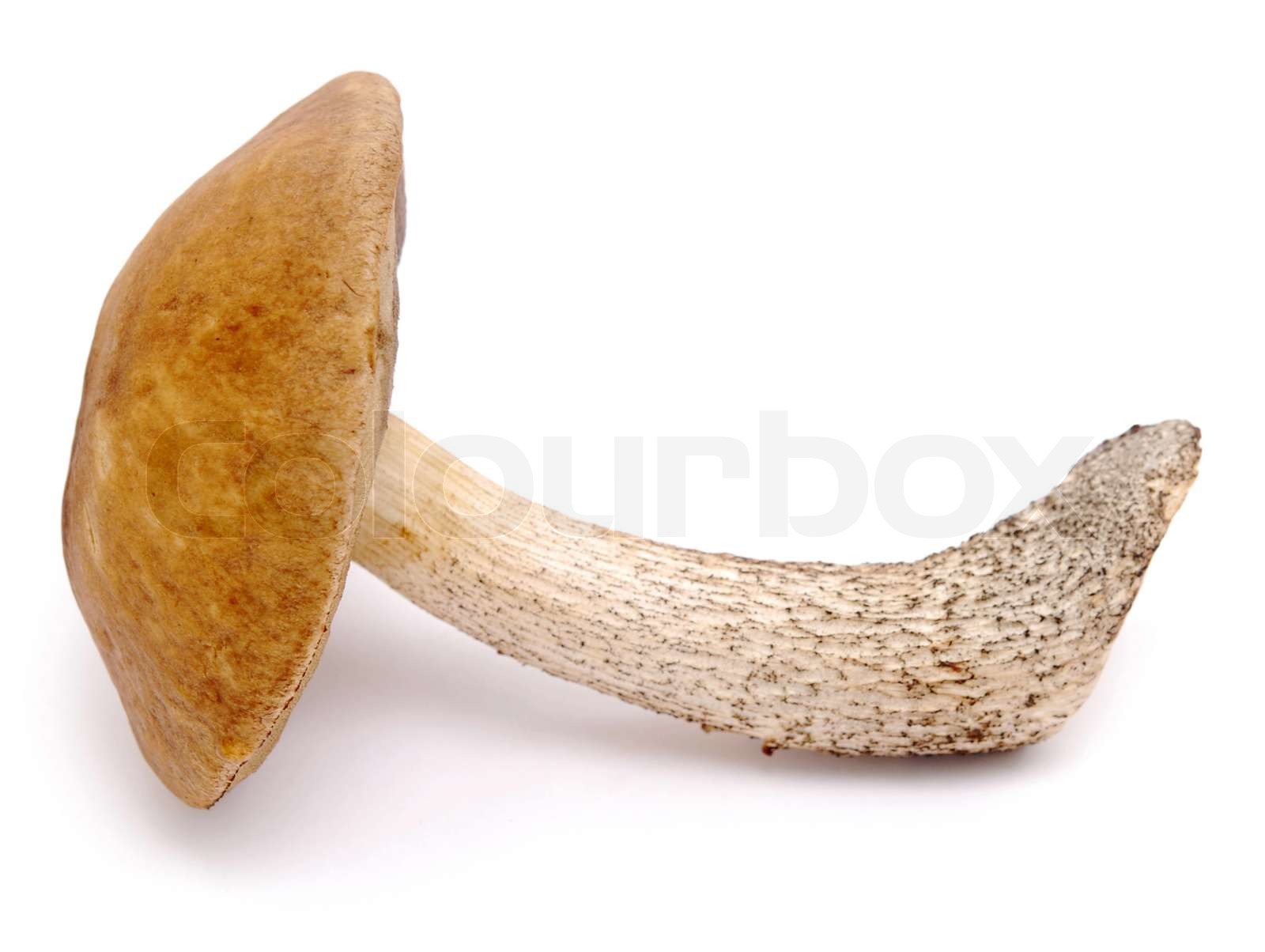 eatable mushroom on a white isolated | Stock image | Colourbox