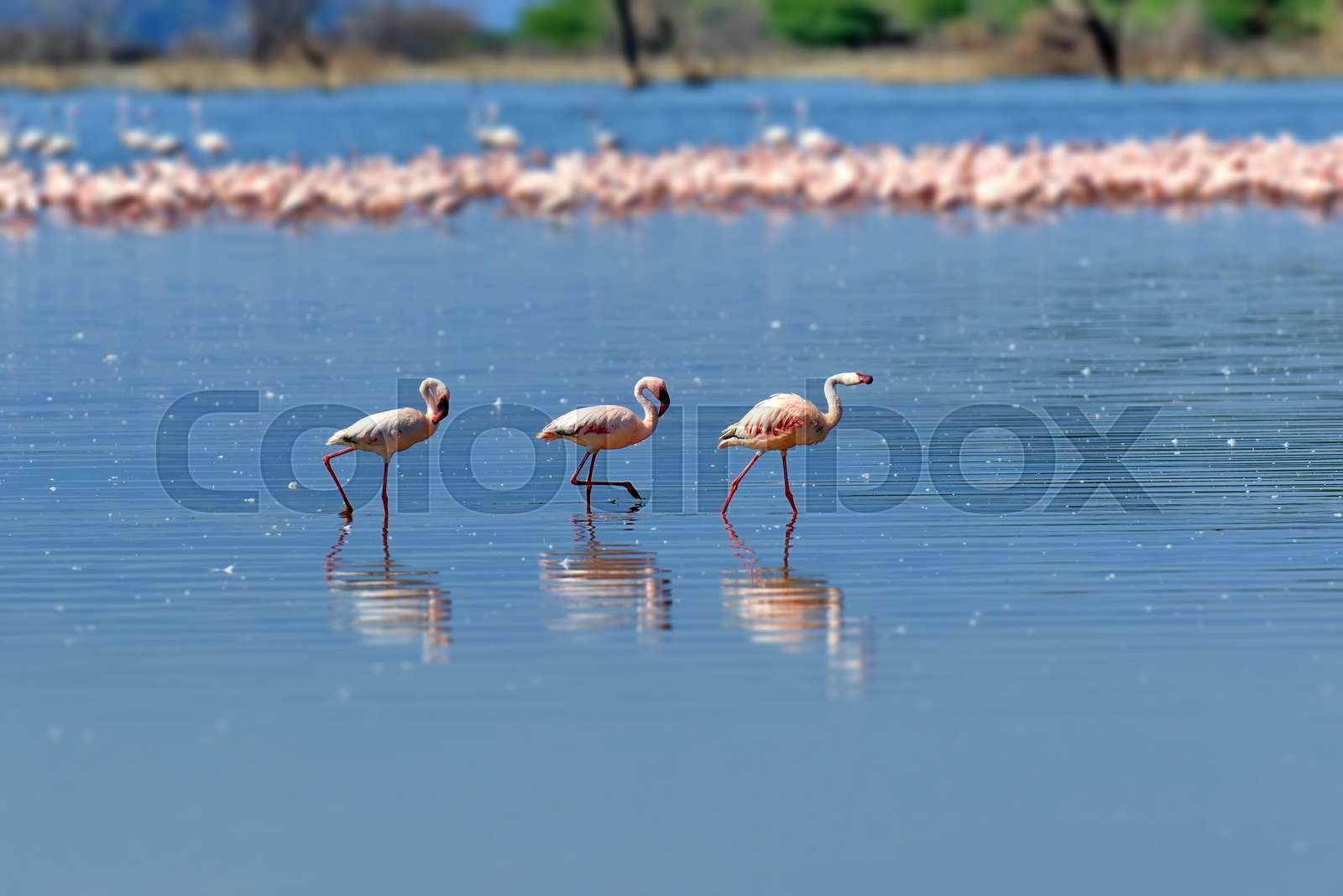 Flamingos | Stock image | Colourbox