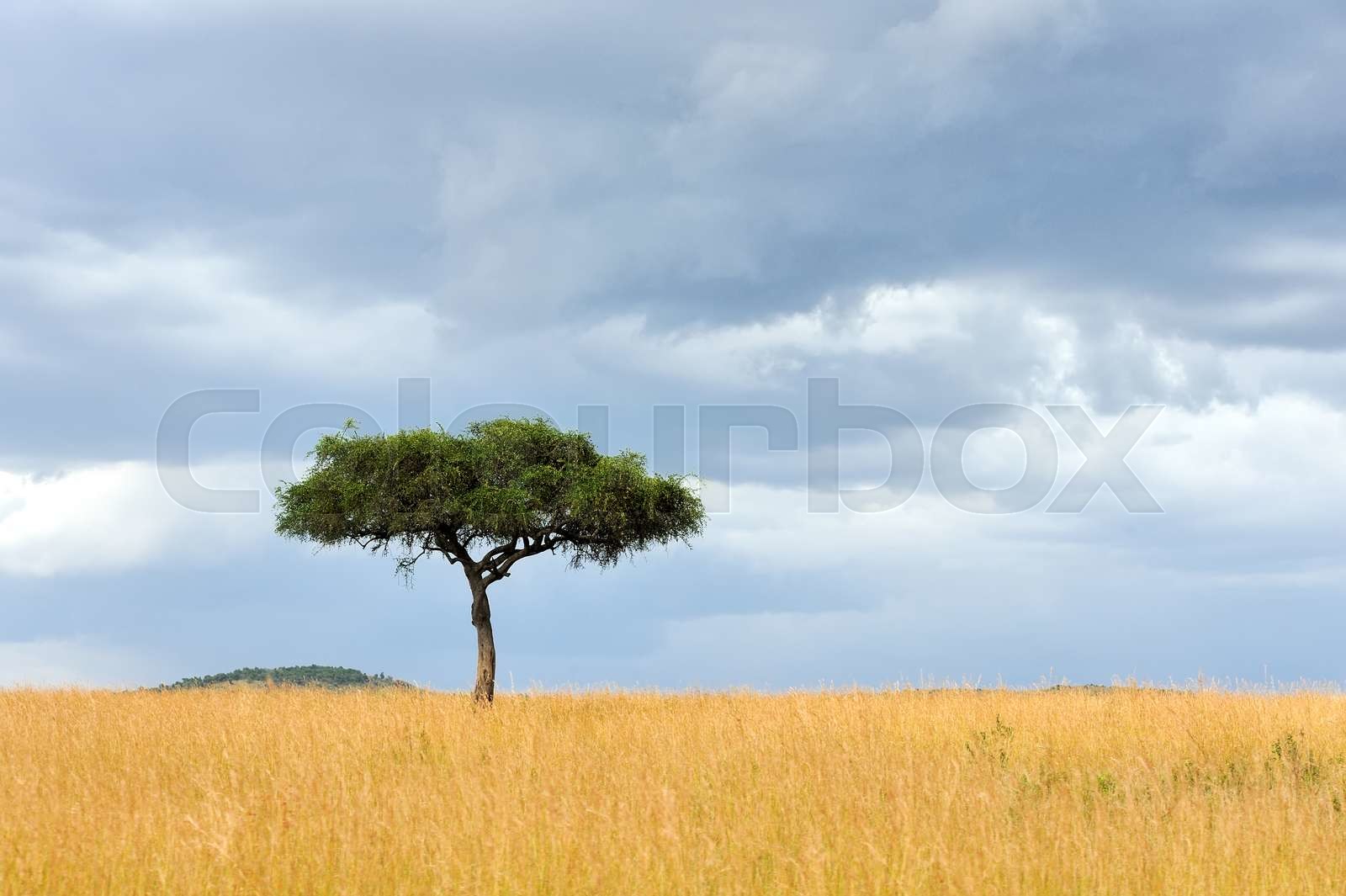 Landscape with tree in Africa | Stock image | Colourbox