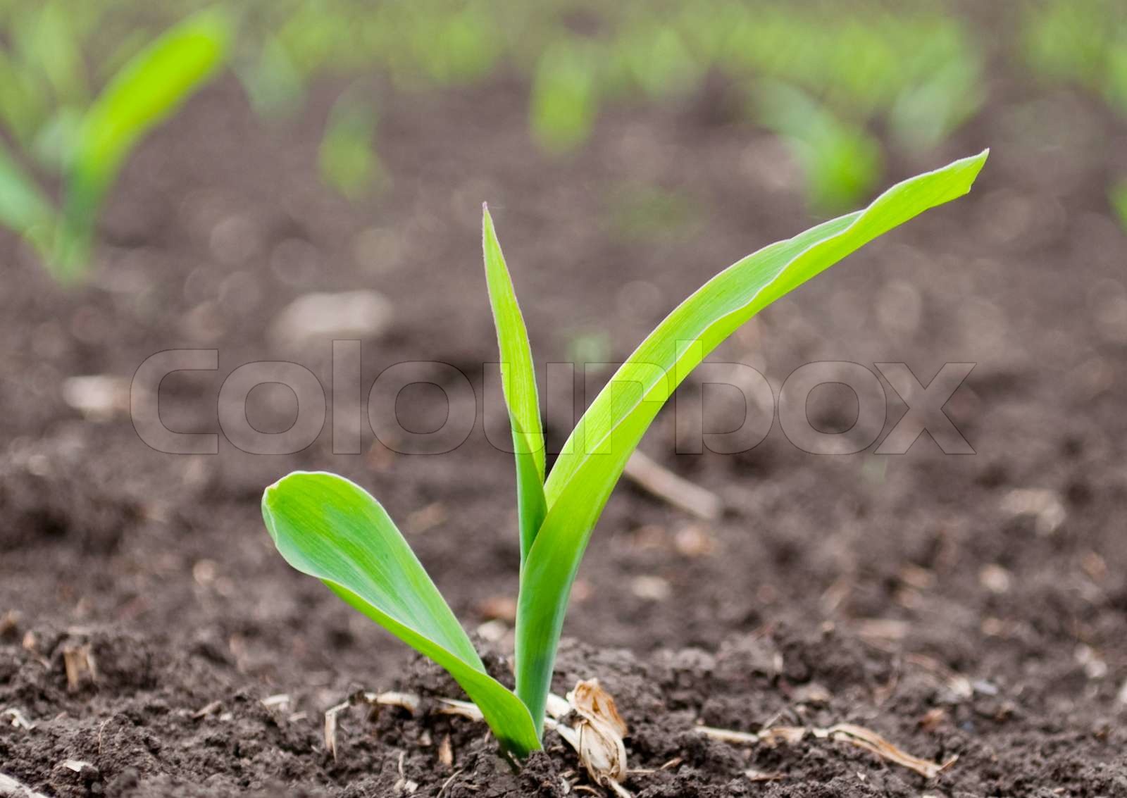 Growing green sprout of corn | Stock image | Colourbox