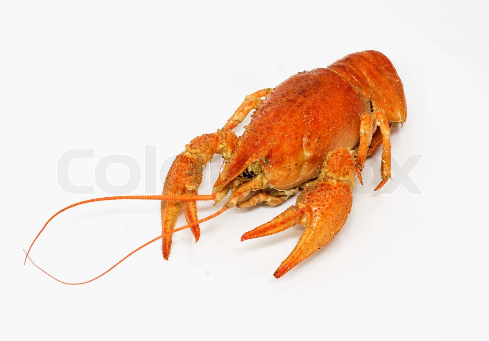 En stor kogt rød hummer over hvide | Stock foto | Colourbox