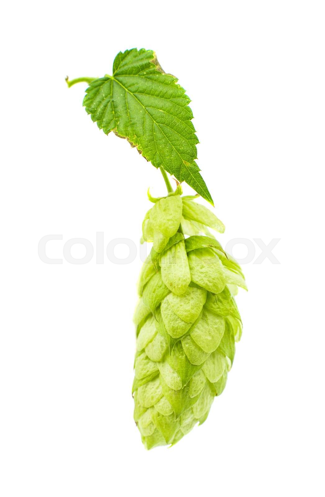 hopfen, bier, blätter | Stock Bild | Colourbox