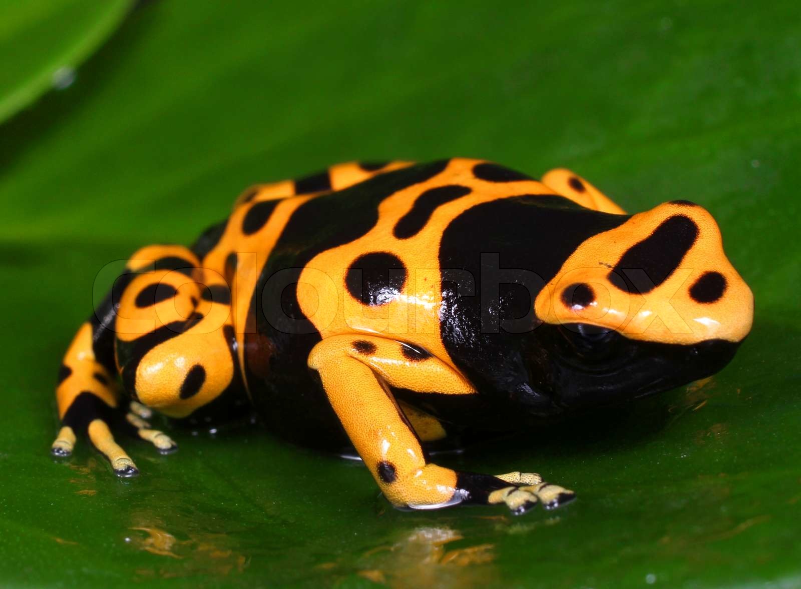 Bumblebee Poison Dart Frog (Dendrobates leucomelas) | Stock foto ...