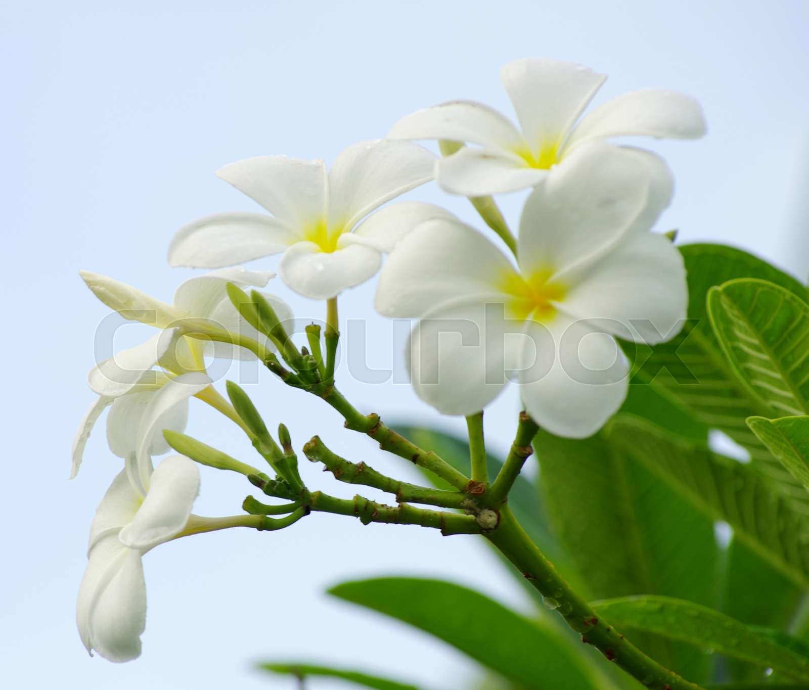 Frangipani flowers | Stock image | Colourbox