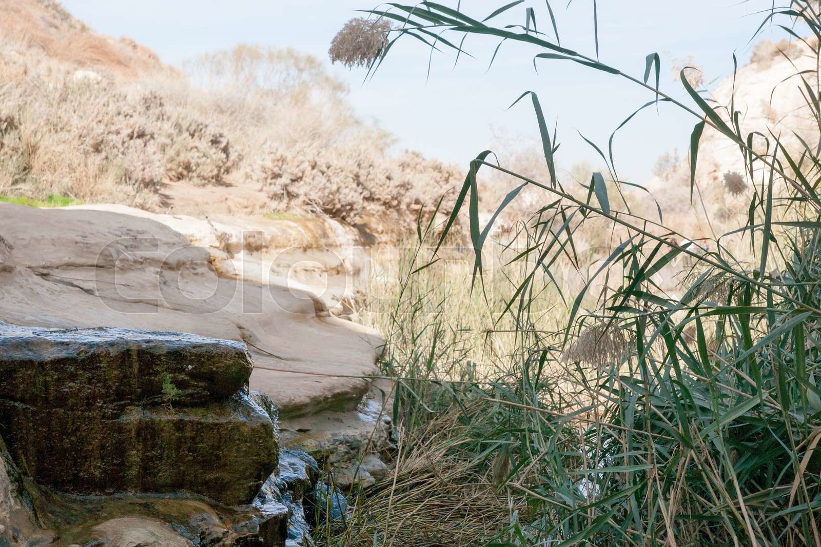 Water spring in a desert | Stock image | Colourbox