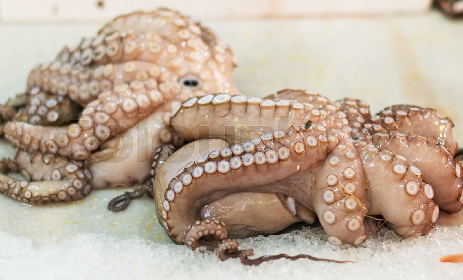 Two fresh octopuses on the market. | Stock image | Colourbox