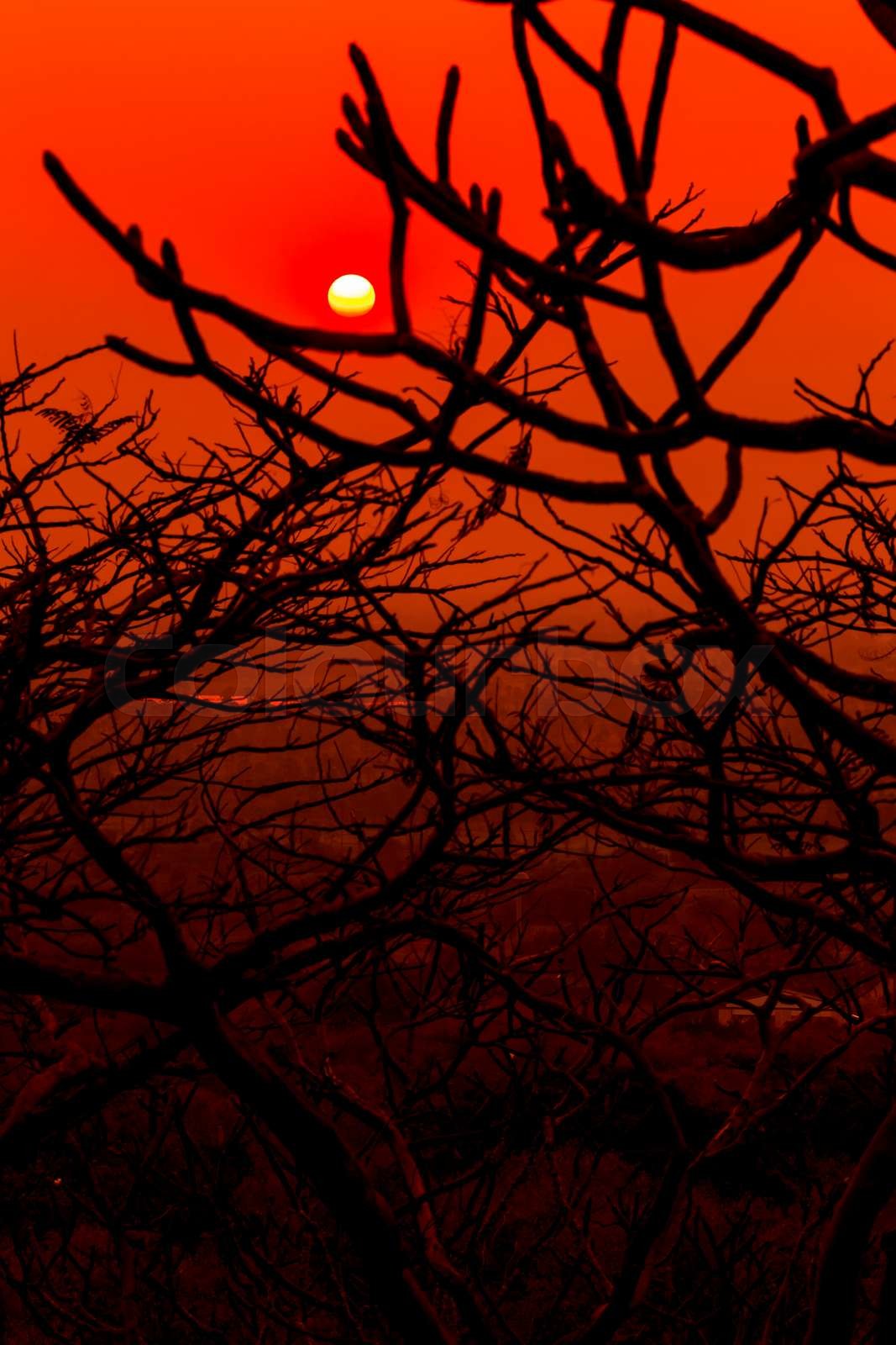 scary trees at halloween, in the fall | Stock image | Colourbox