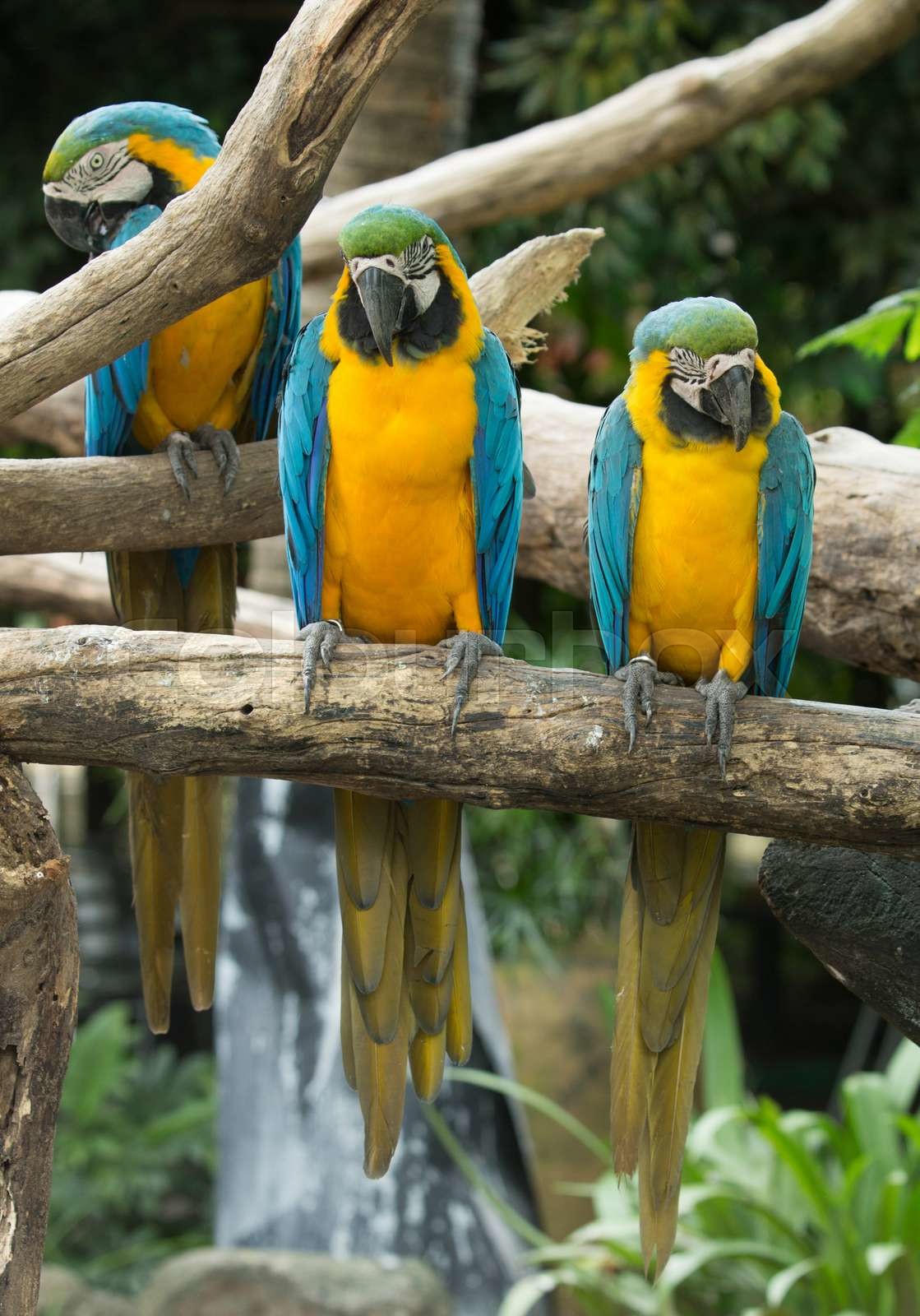 parrots | Stock image | Colourbox