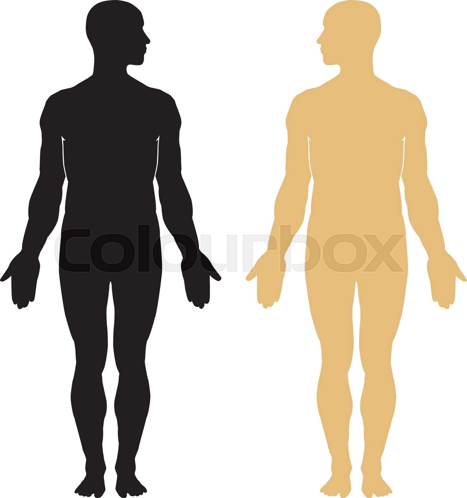 Man body silhouette | Stock vector | Colourbox