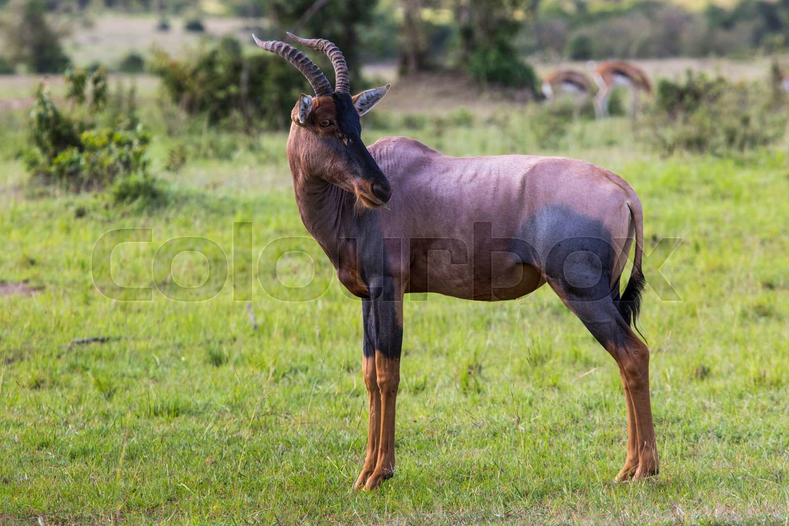 Topi Antelope in the National Reserve of Africa, Kenya | Stock image ...