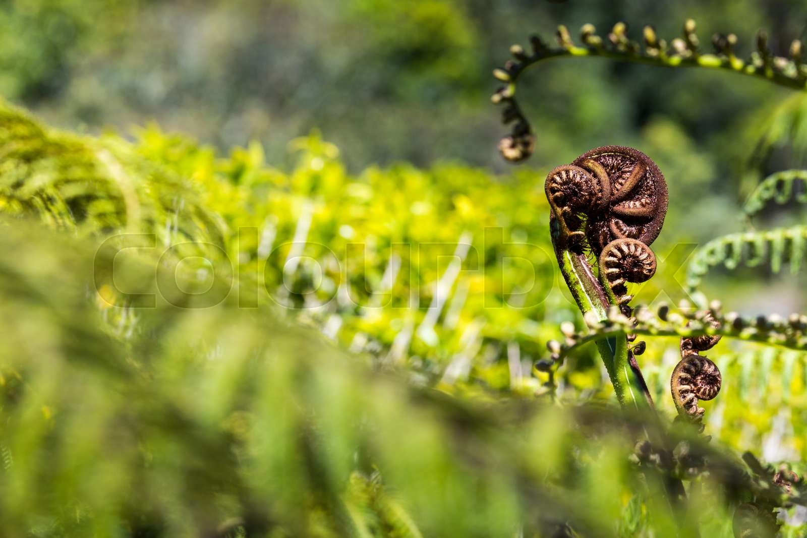 Unravelling fern frond closeup, one of New Zealand symbols | Stock ...
