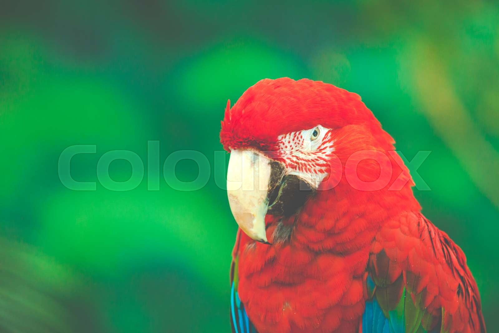 Red macaw face. | Stock image | Colourbox