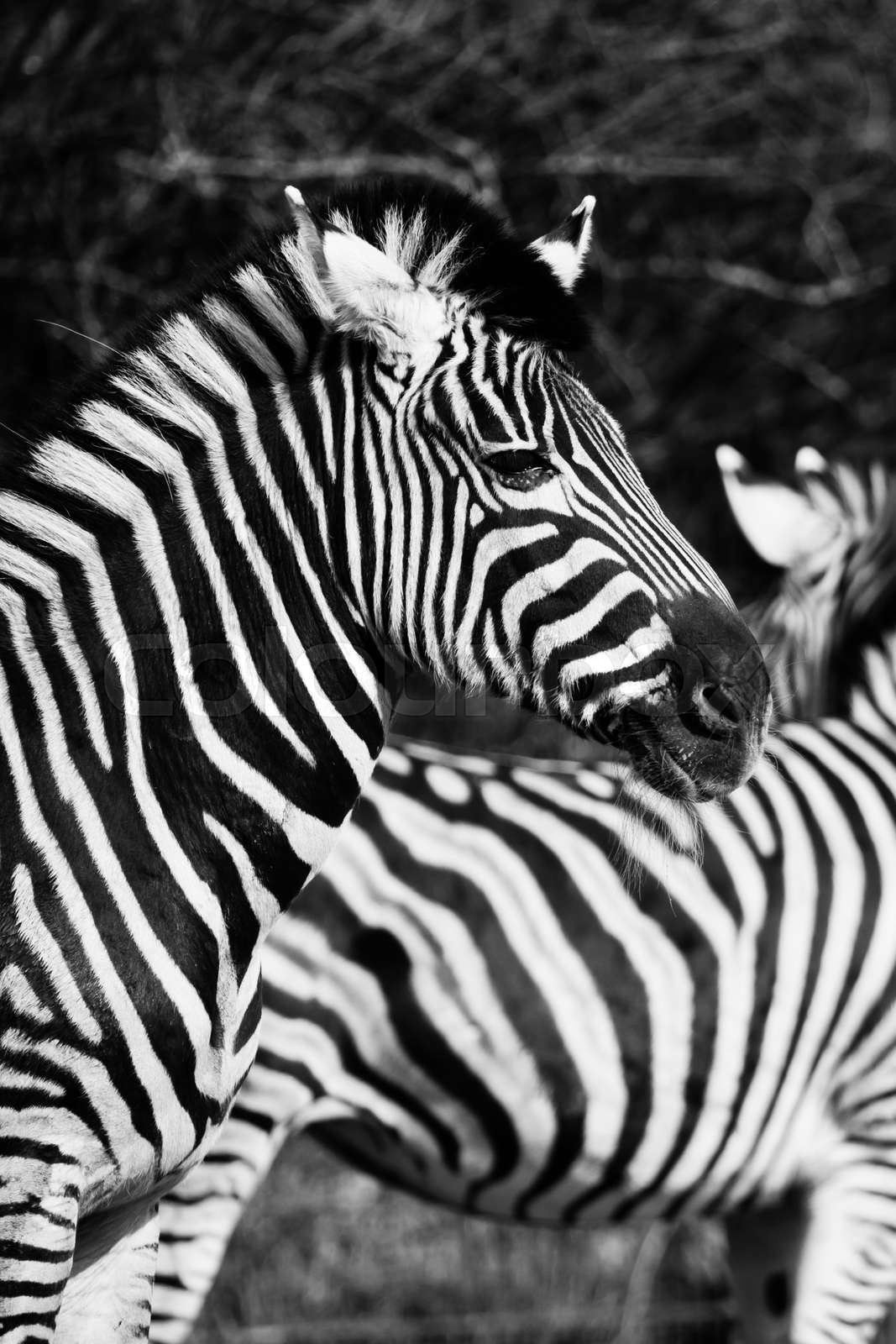 animal zebre portrait | Stock image | Colourbox