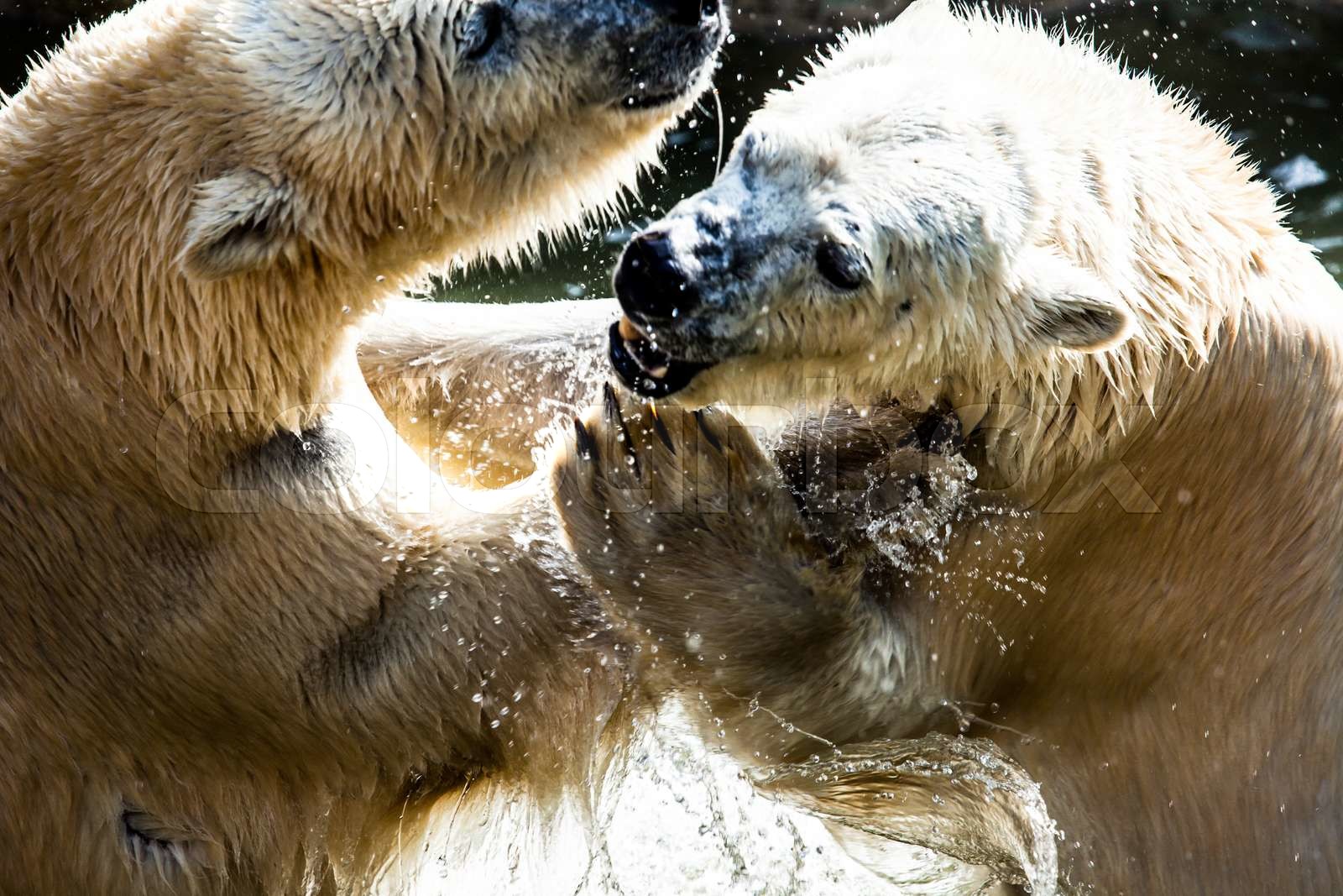 Polar bears fighting | Stock image | Colourbox