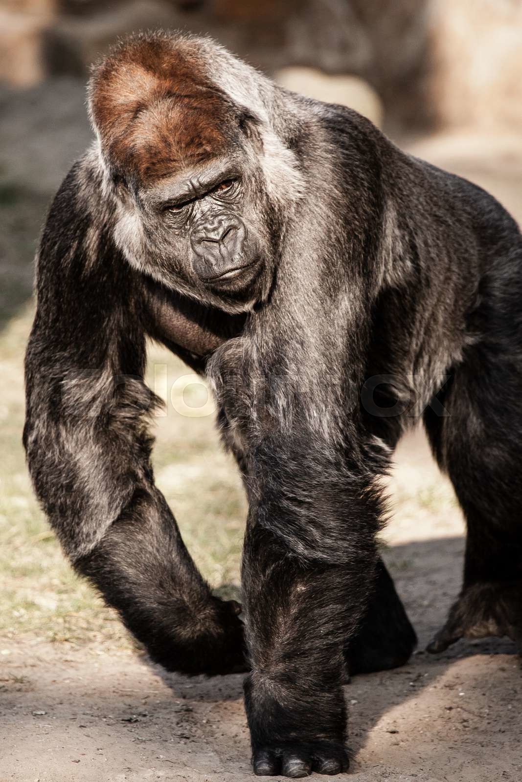 Face portrait of a gorilla male | Stock image | Colourbox