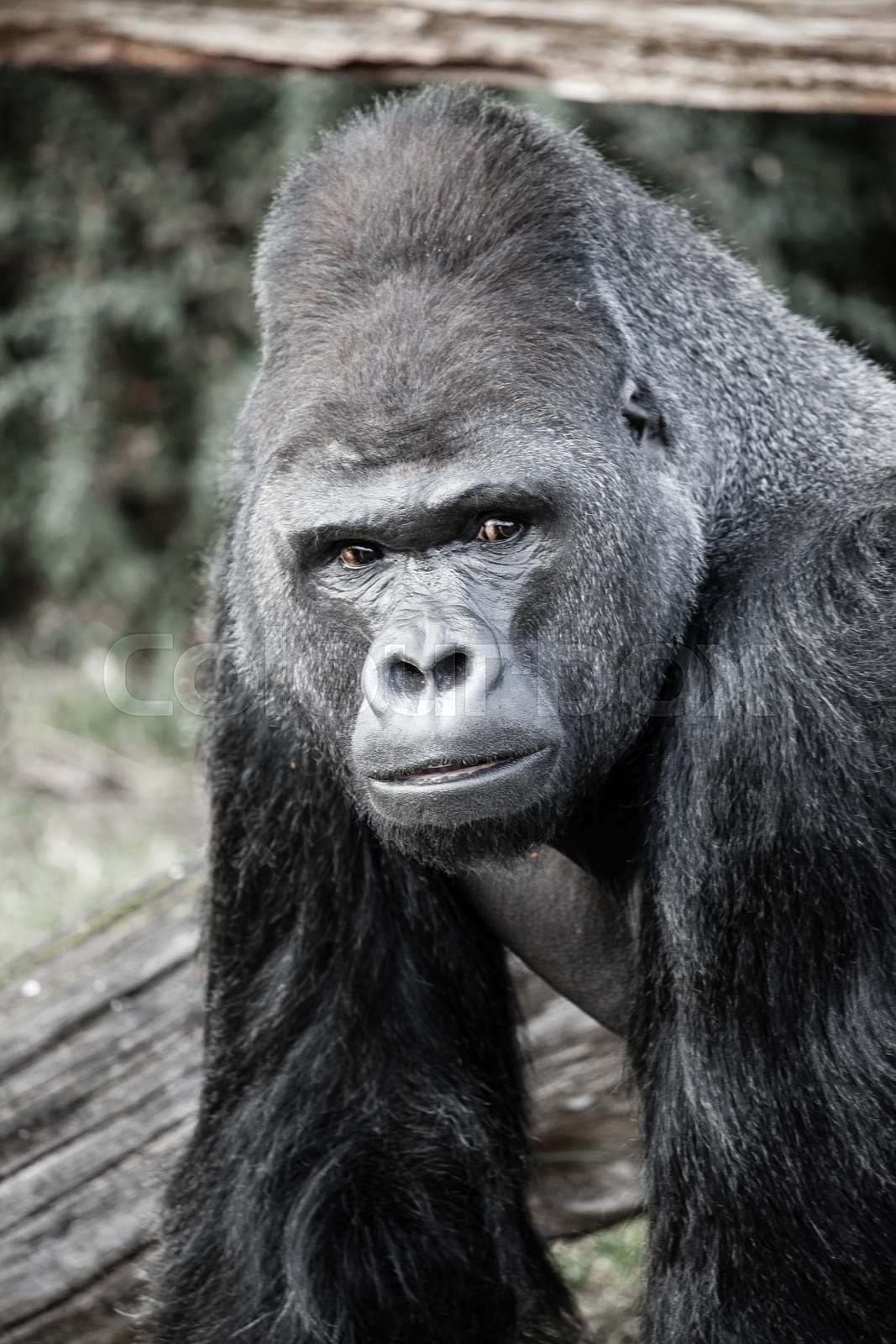 gorilla, auge, affe | Stock Bild | Colourbox