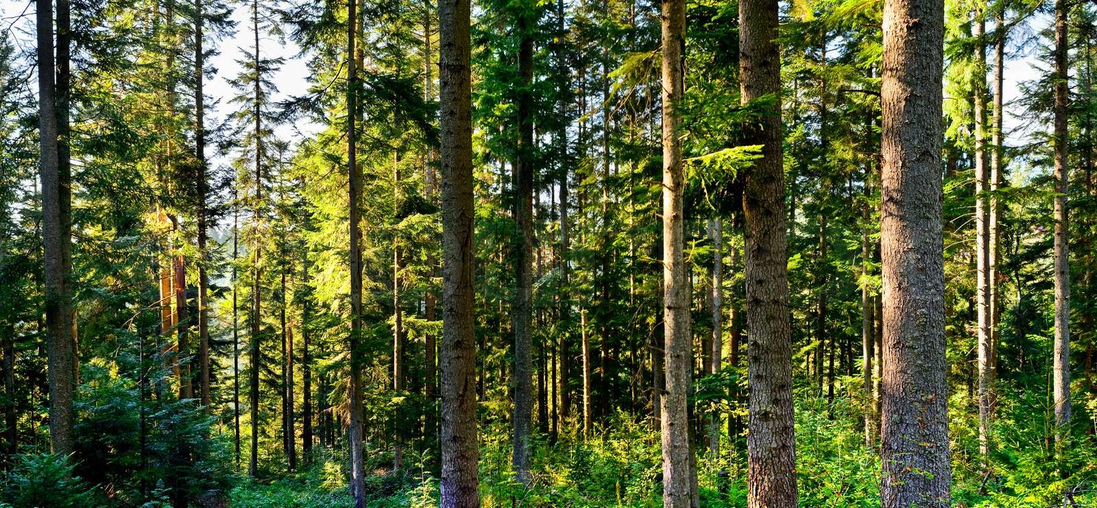 horizontal panorama of green mountain summery fresh forest | Stock ...