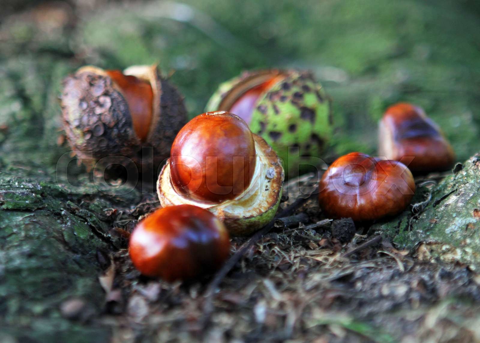 copenhagen, kastanjer, denmark | Stock image | Colourbox