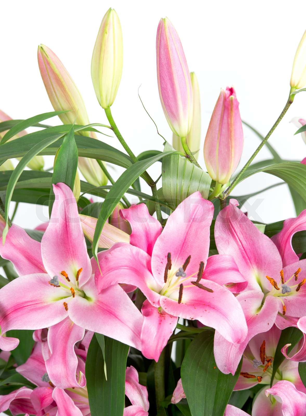 Pink Lily Flowers | Stock image | Colourbox