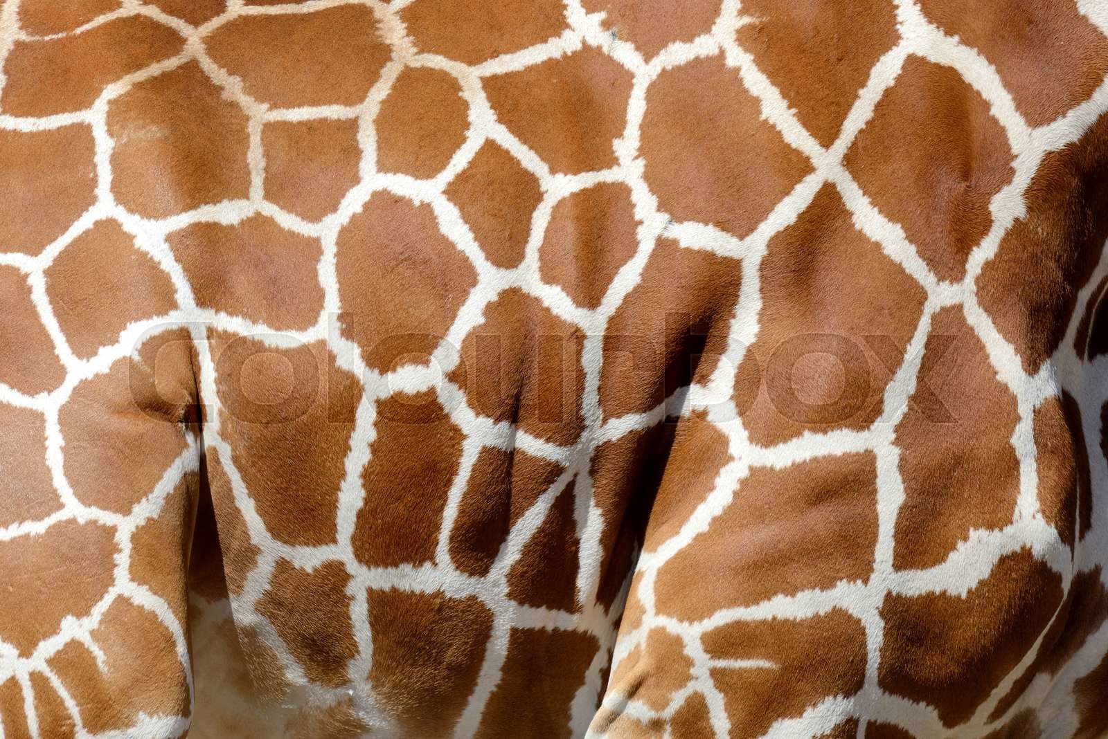 Giraffe skin texture | Stock image | Colourbox