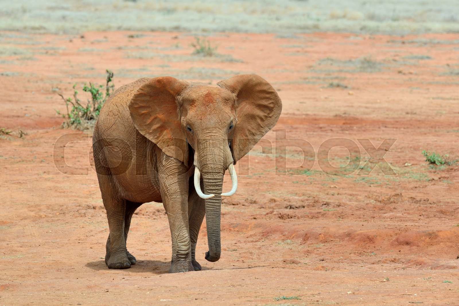 Elephant | Stock image | Colourbox