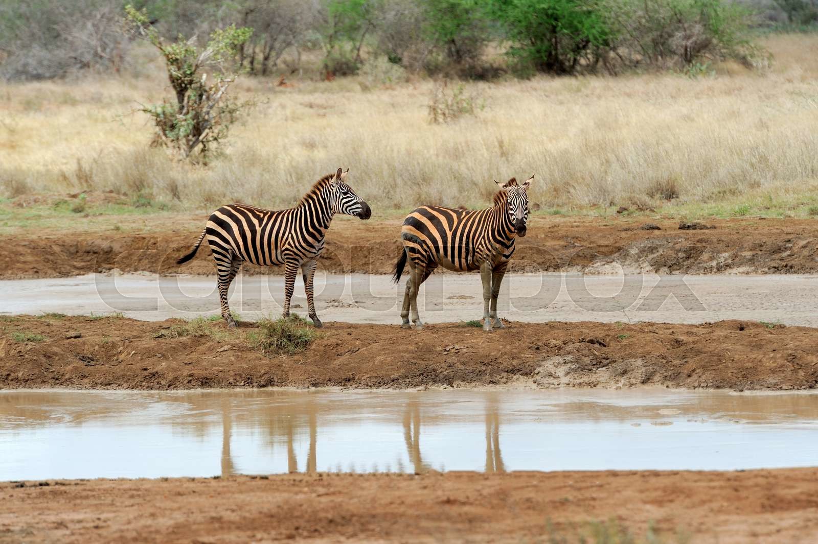 Zebra | Stock image | Colourbox
