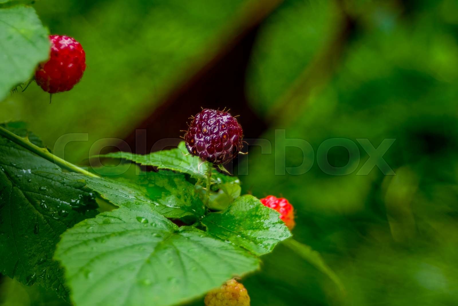 Growing red and black raspberries | Stock image | Colourbox