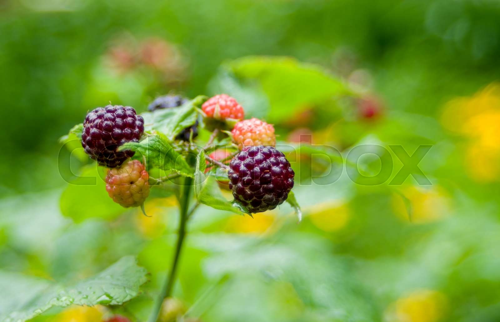 Growing red and black raspberries | Stock image | Colourbox