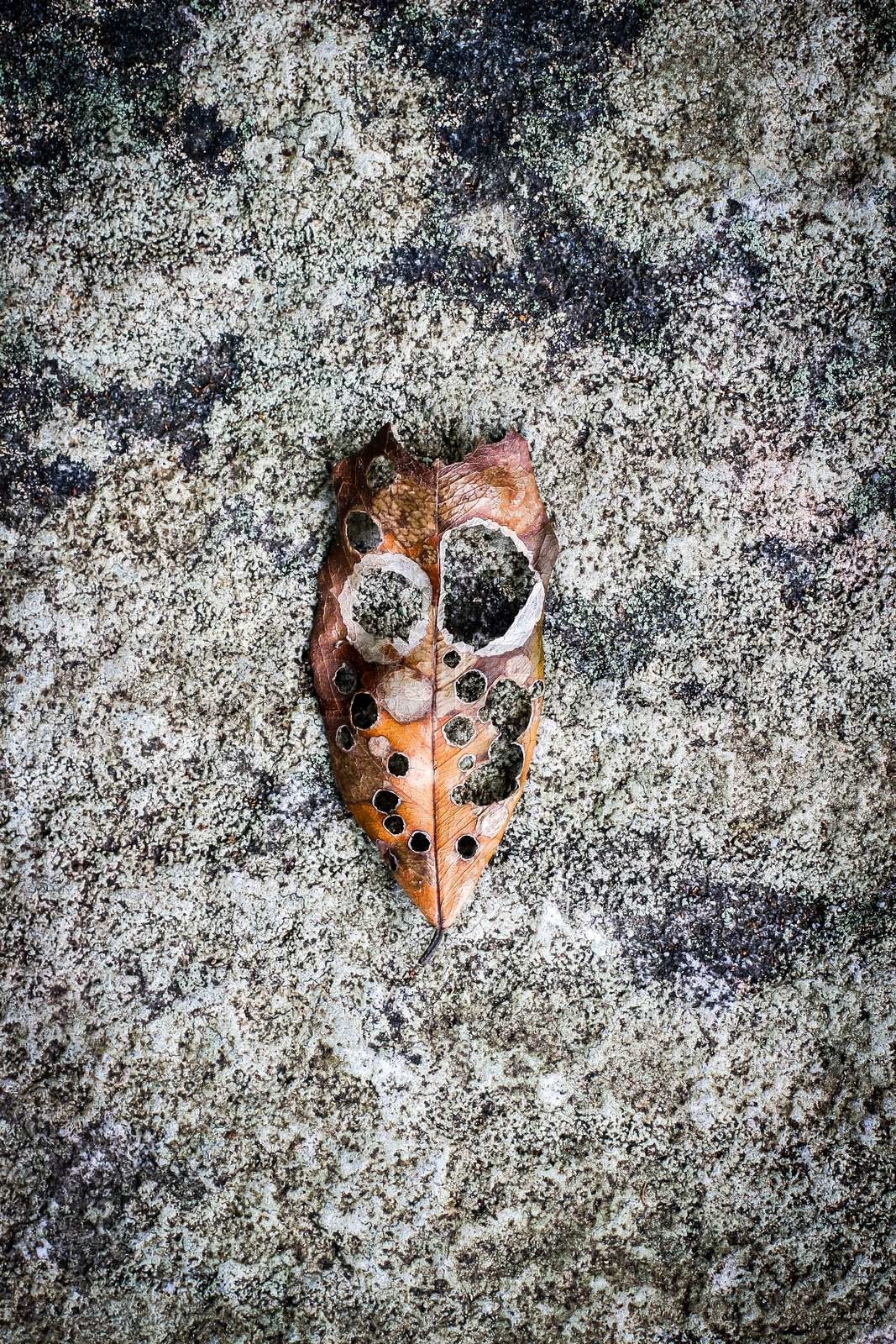 rotten leaf fall | Stock image | Colourbox