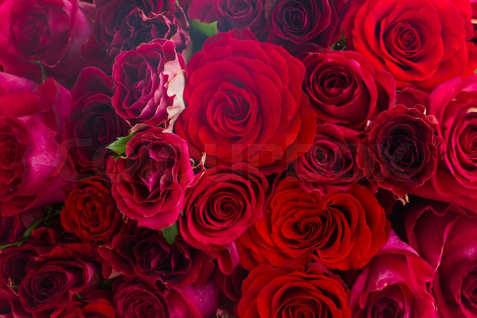pile of red roses | Stock image | Colourbox