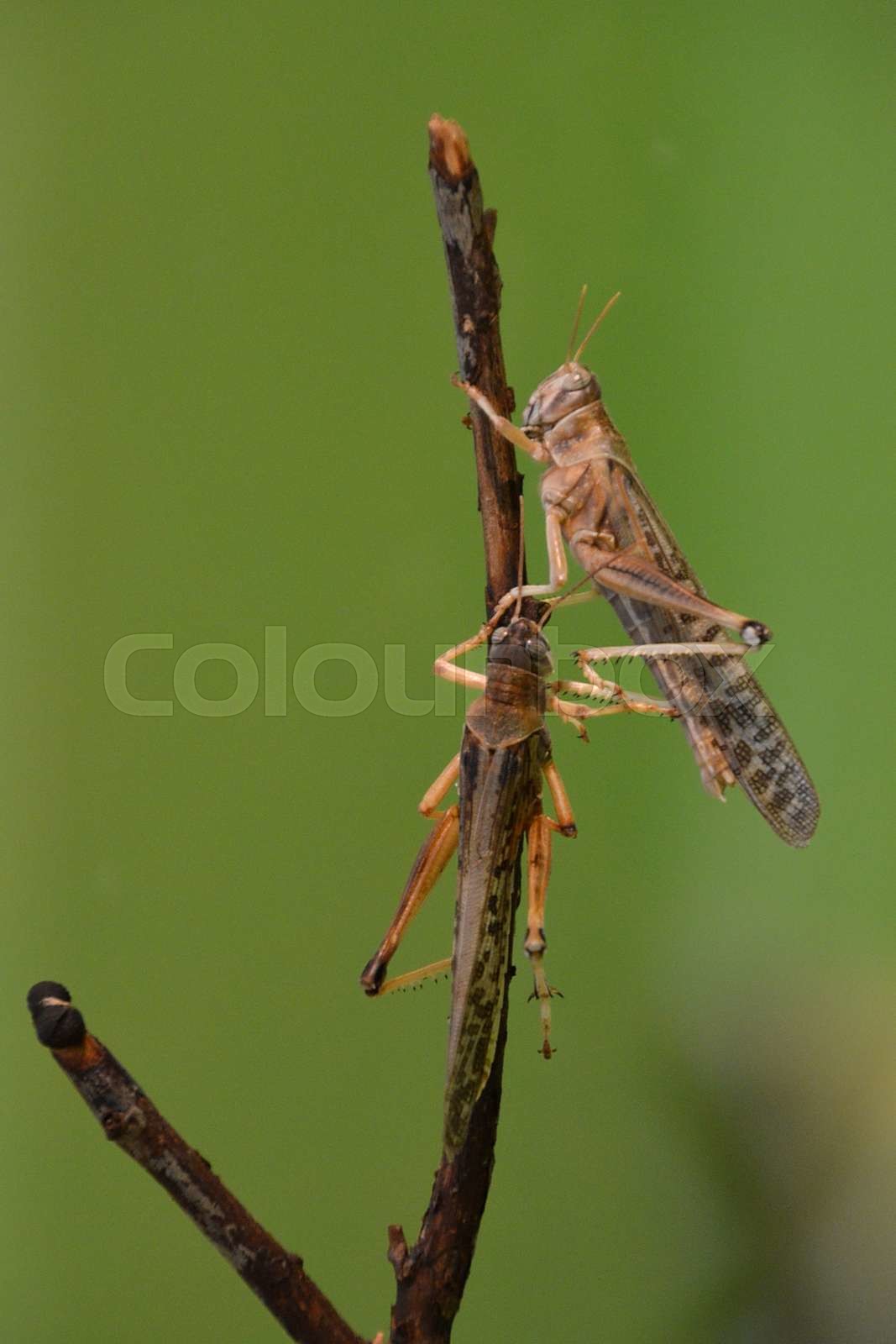 insekt, spise, dyr | Stock foto | Colourbox