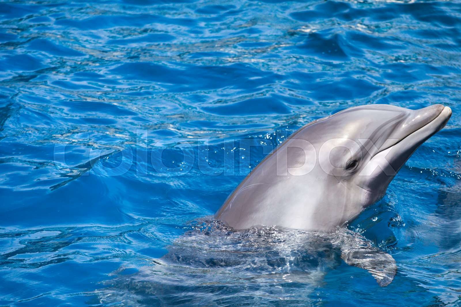 Dolphins swim in the pool | Stock image | Colourbox
