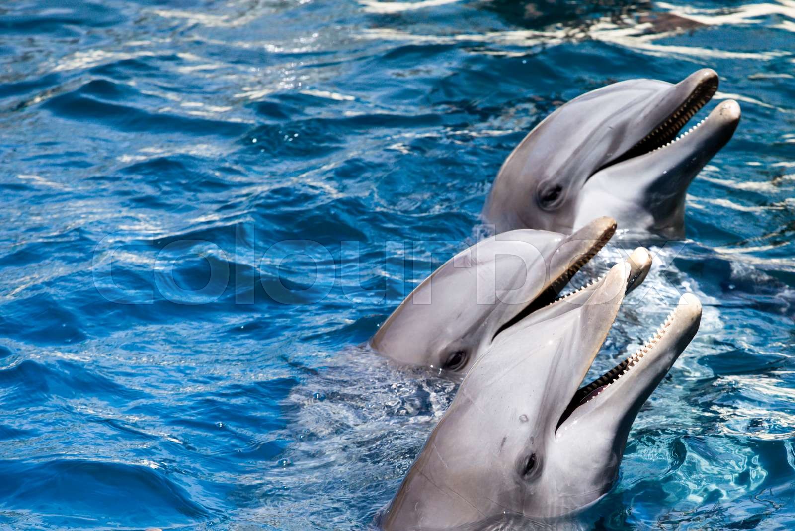 Dolphins swim in the pool | Stock image | Colourbox