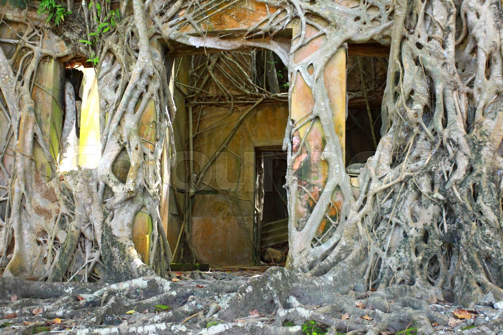 Ruin of abandoned building covered with roots on Ross Island. Andaman ...